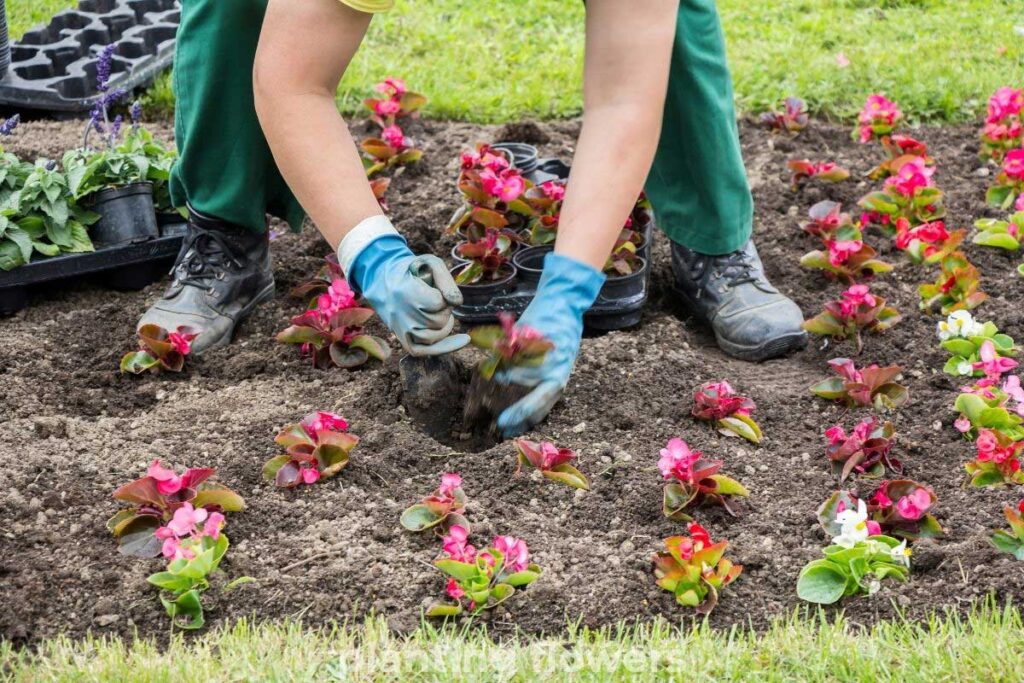 How Far Apart to Plant Flowers (With Spacing Chart) - Home Cadet