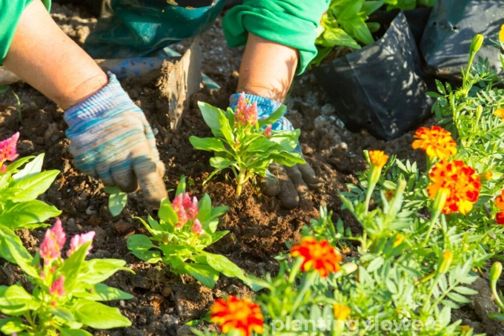 How Far Apart to Plant Flowers (With Spacing Chart) - Home Cadet
