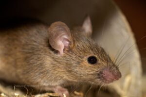 When Do Mice Come Out at Night? (When, Where, Why & How) - Home Cadet