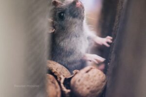 When Do Mice Come Out at Night? (Understand Their Habits) - Home Cadet