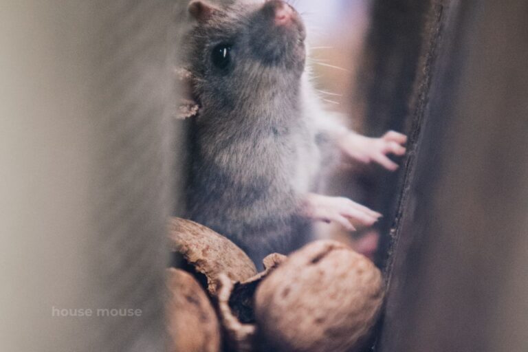 When Do Mice Come Out at Night? (Understand Their Habits) - Home Cadet